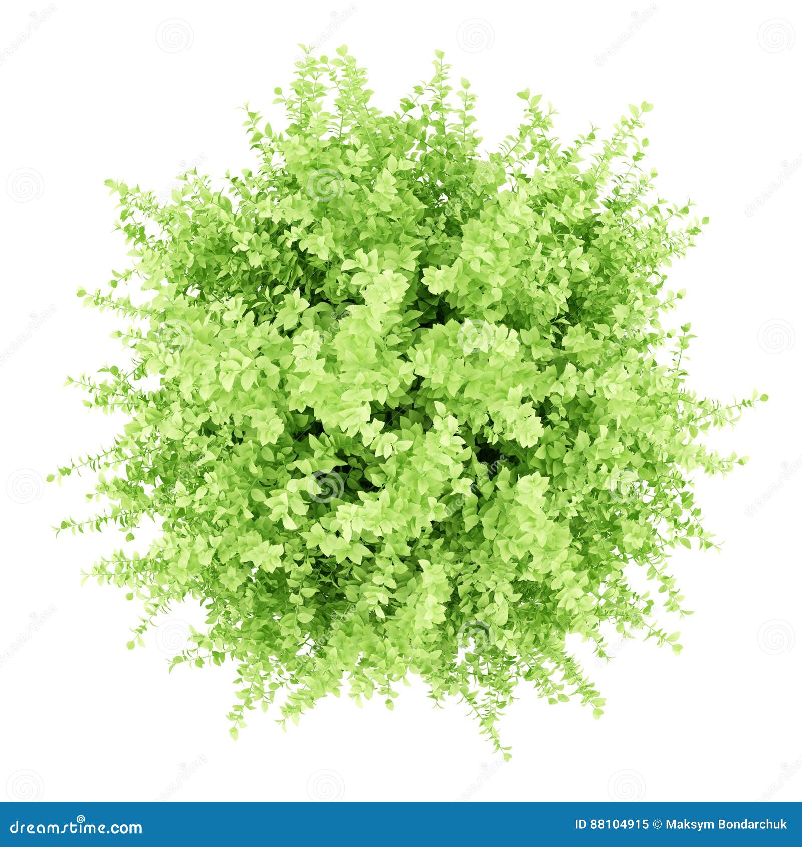 Top View of Large Boxwood Plant Isolated on White Stock Illustration ...