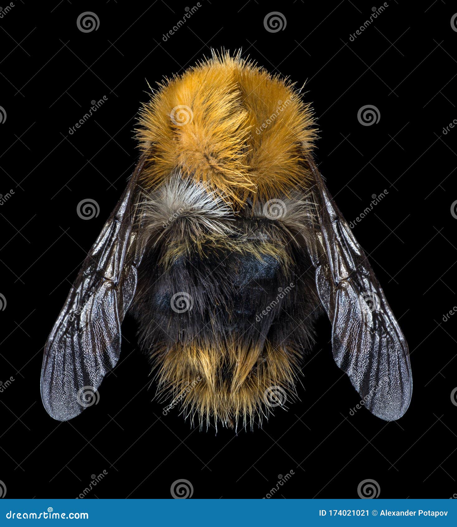 Top View of Large Bumblebee on Black Stock Image - Image of fluffy ...
