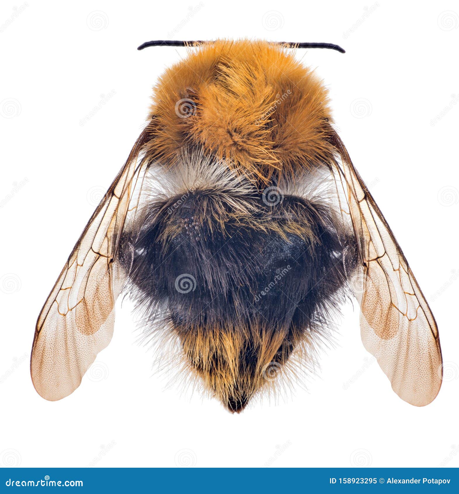 Top View of Large Bumblebee on White Stock Image - Image of isolated ...