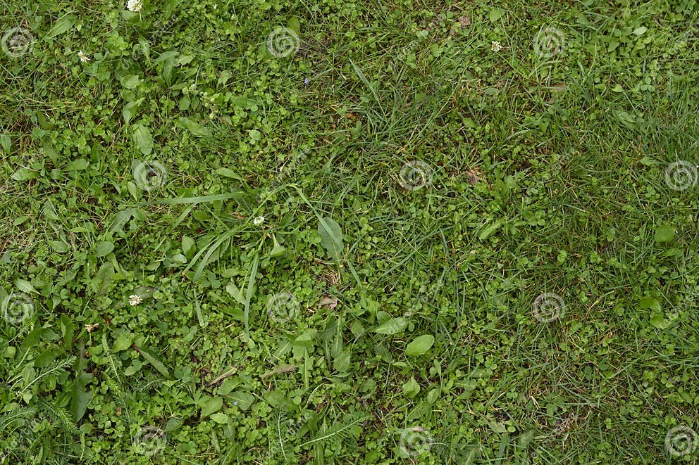 Top View of a Lawn Densely Covered with Green Grass Stock Photo - Image ...