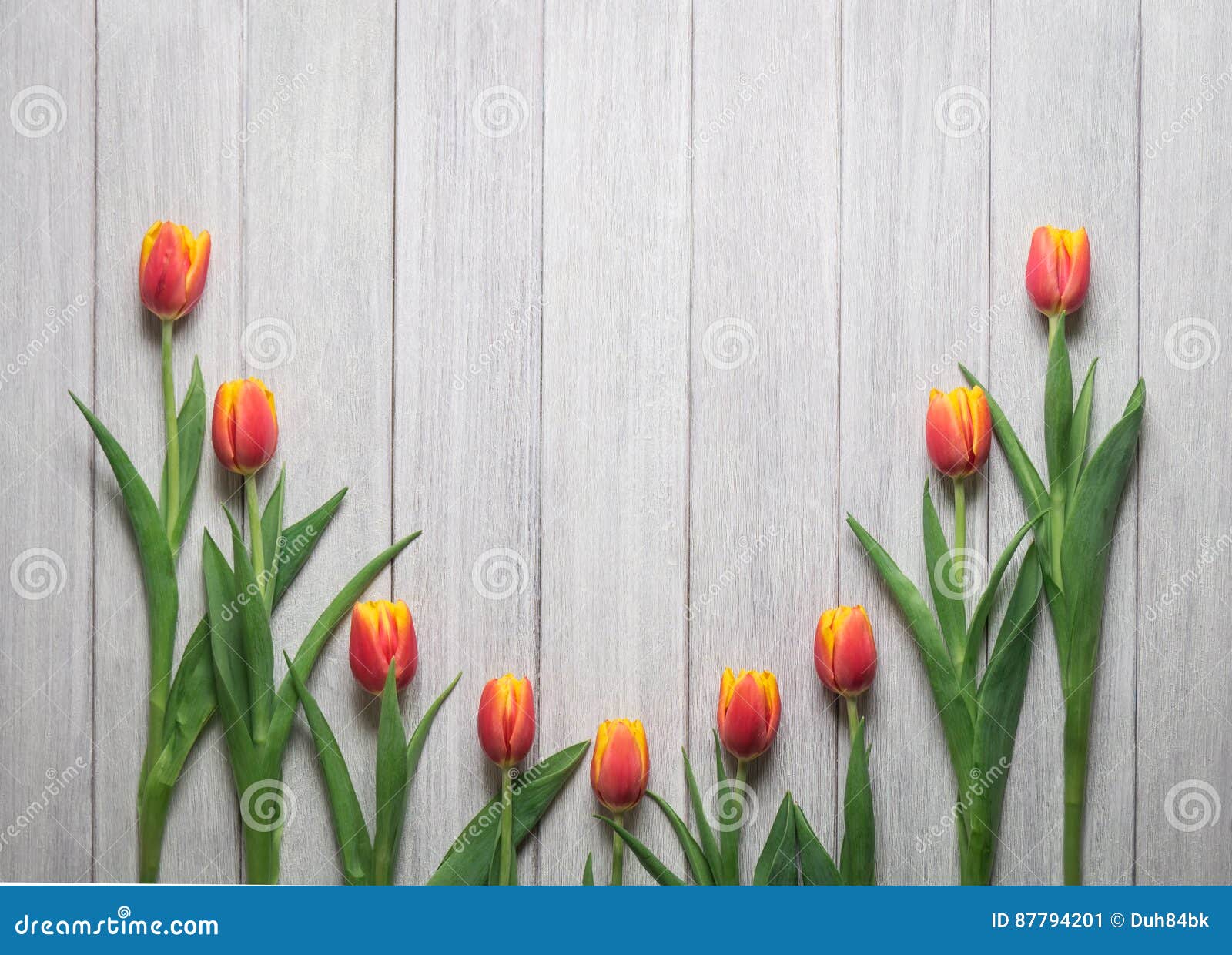 Top View of the Layout of Tulips Stock Image - Image of color ...