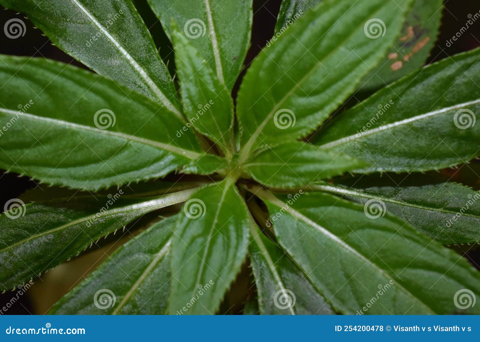 Top View of Leaf Arrangement of Plant Stock Photo - Image of arran ...
