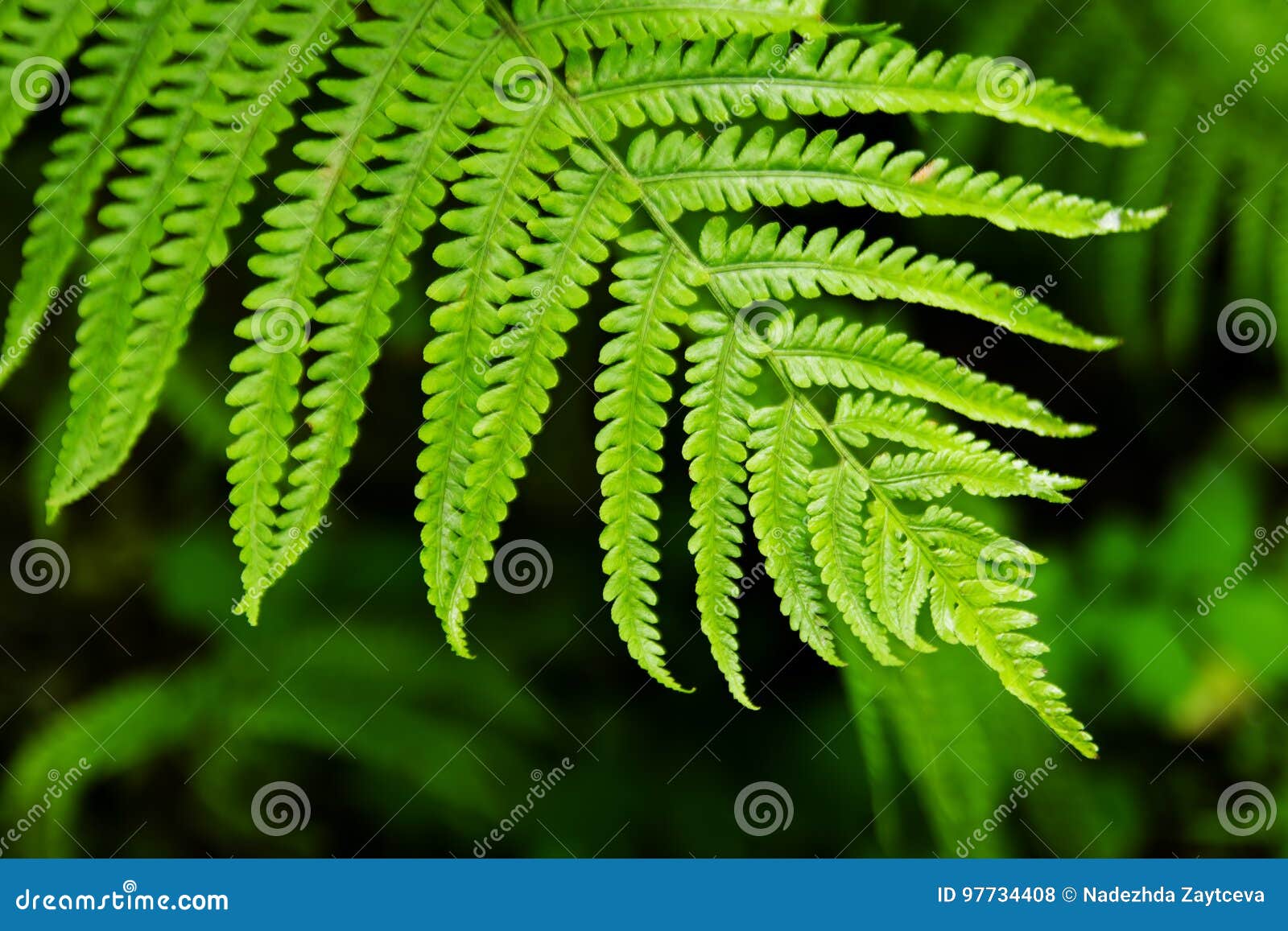 The Top View on a Leaf of Fern on a Black-green Background. Stock Photo ...