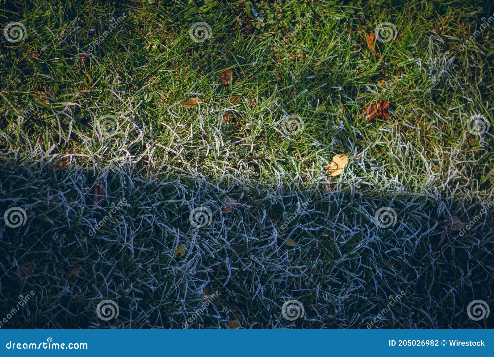 Top View of a Leaf and Grass Covered with Icy Dew at Sunlight Stock ...