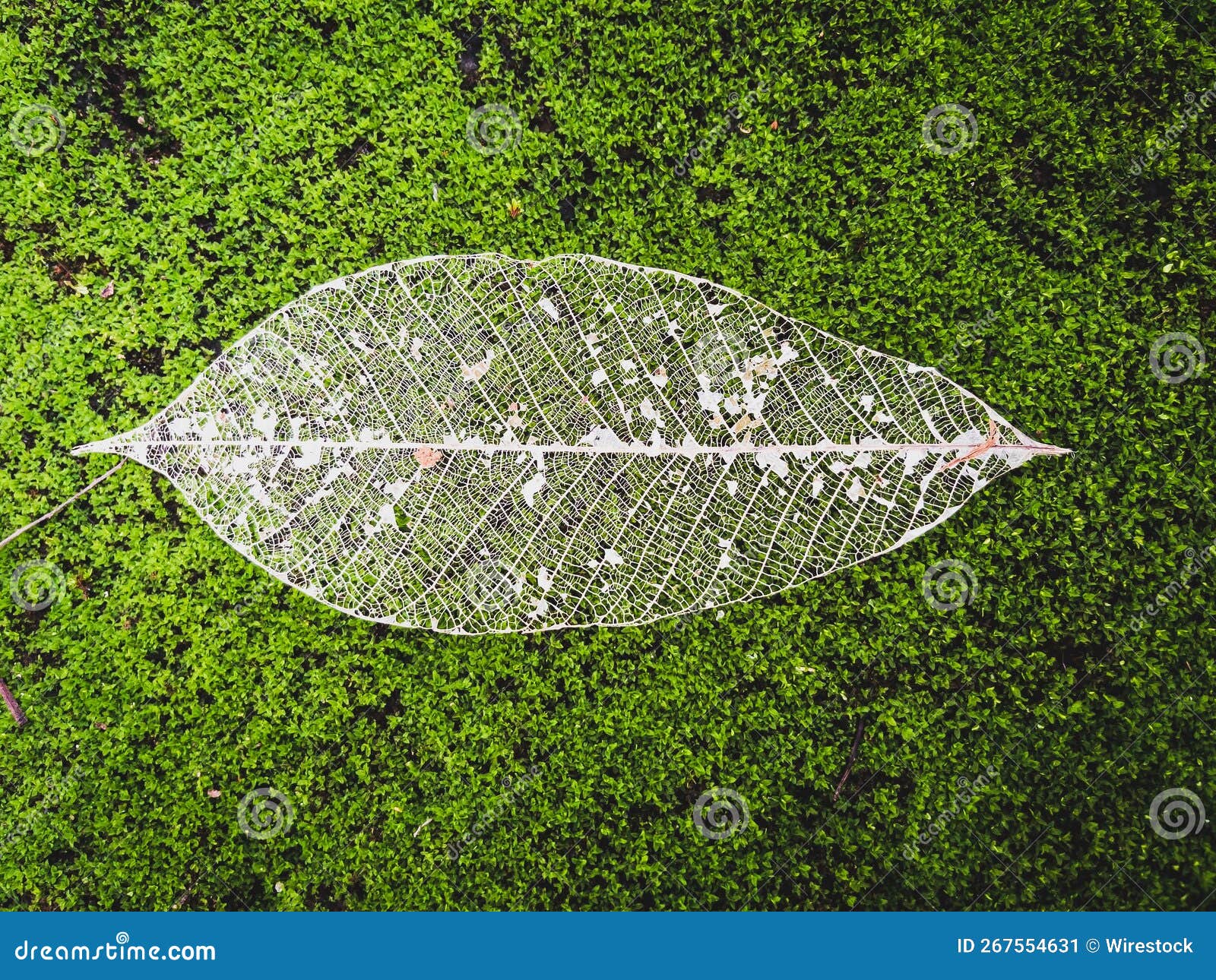 Top View of a Leaf Skeleton on a Green Plant Surface Stock Image ...