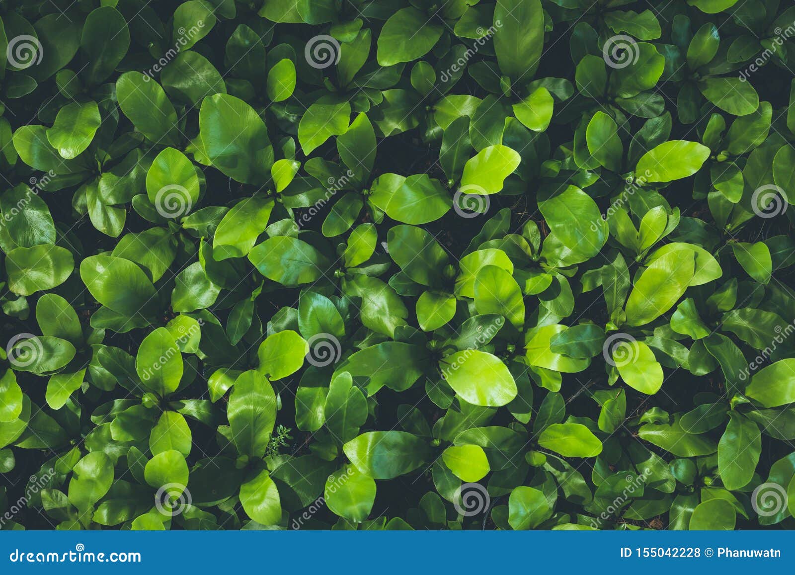 Top View of Leaf Small Plant in Garden Stock Photo - Image of creative ...
