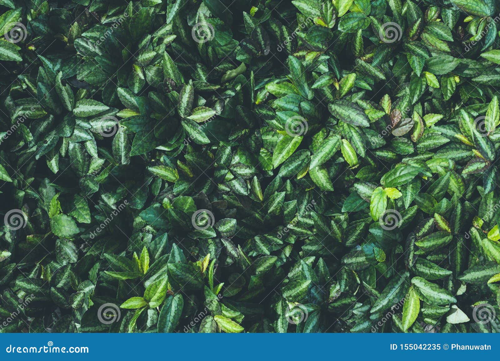 Top View of Leaf Small Plant in Garden Stock Image - Image of aerial ...