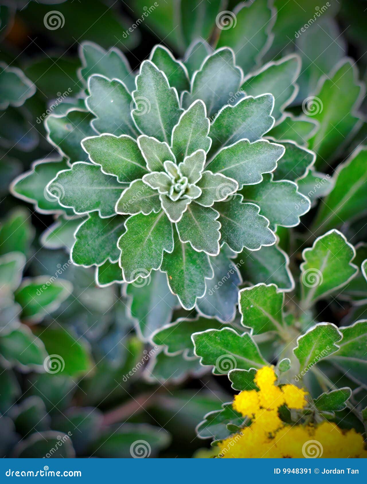 Top view of leaves stock image. Image of leaf, bloom, green - 9948391