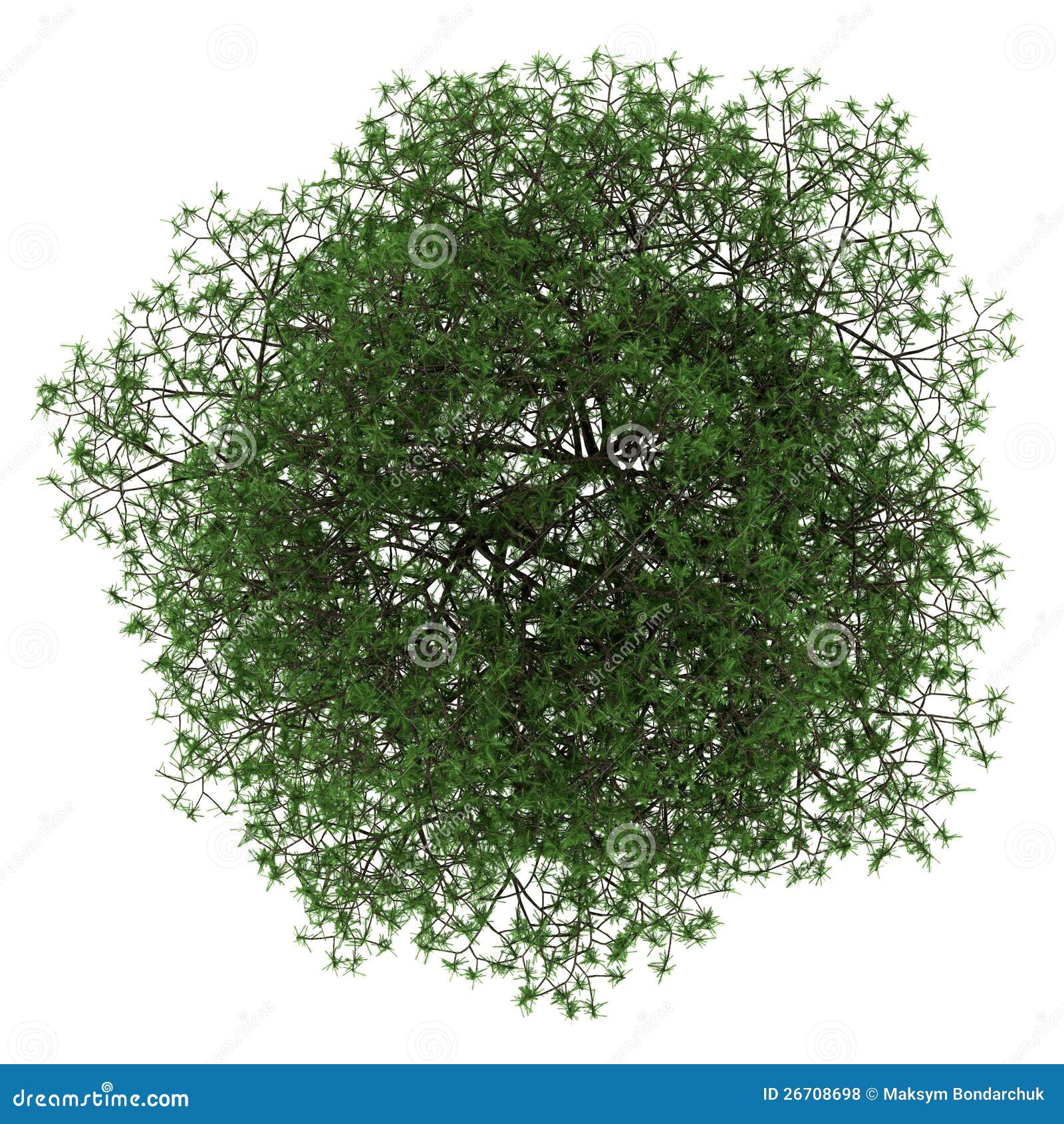 Evergreen Tree Plan View