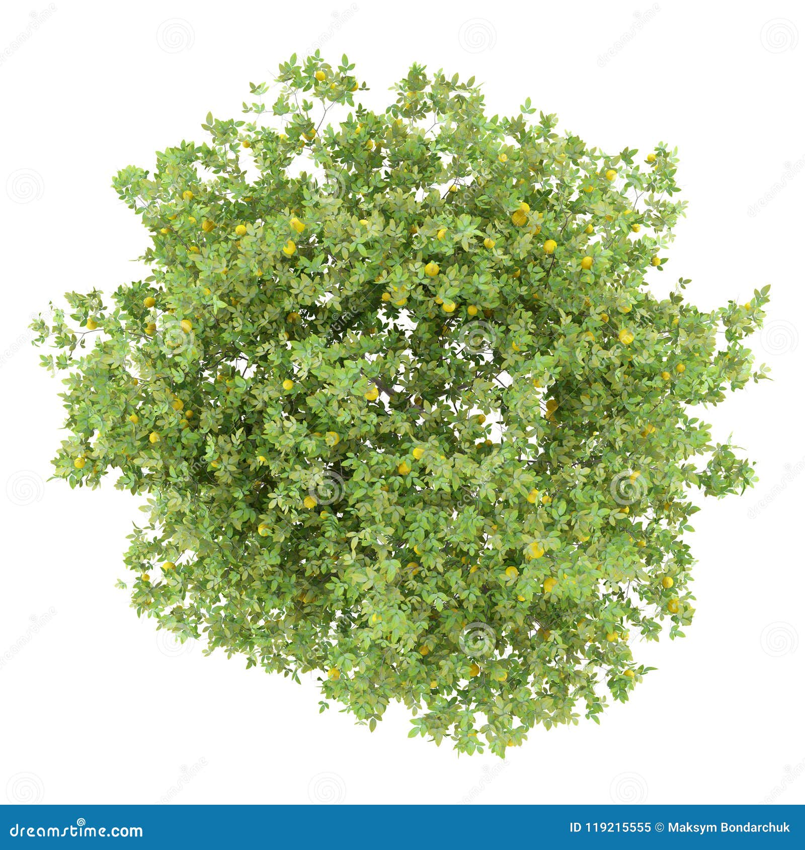 Top View of Lemon Tree with Lemons Isolated on White Stock Illustration ...