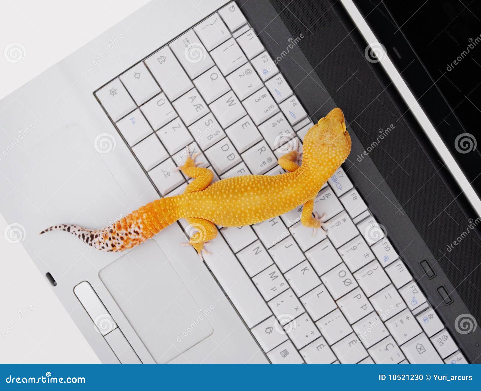 Top View of a Leopard Gecko Stock Photo - Image of concept, animals ...