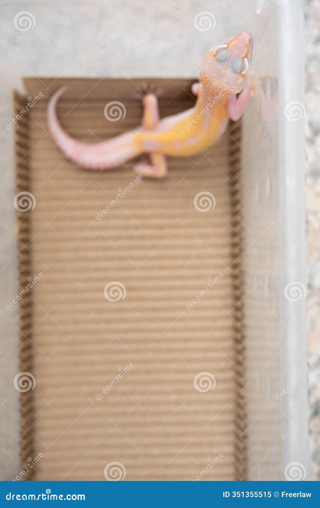 Top View Leopard Gecko at Vertical Composition Stock Image - Image of ...