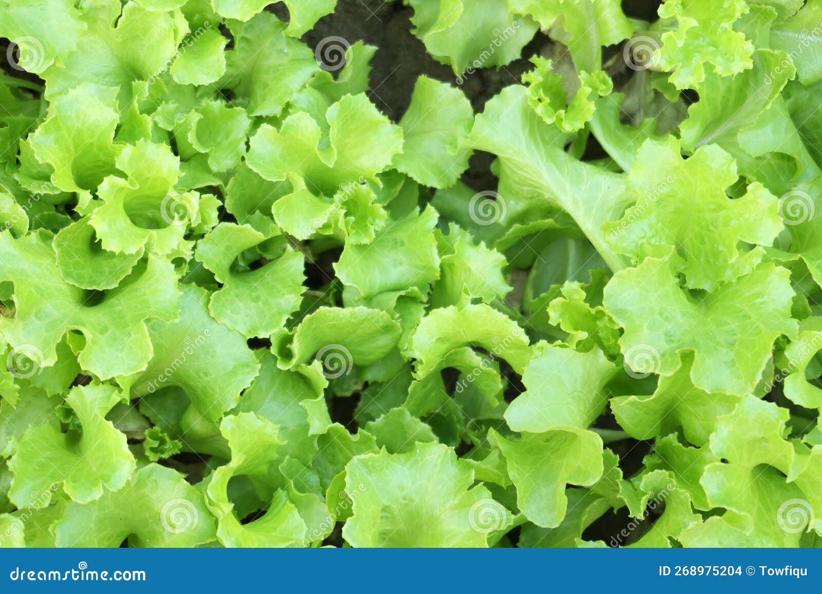Top View of Lettus Leaf on Black Background Stock Photo - Image of ...