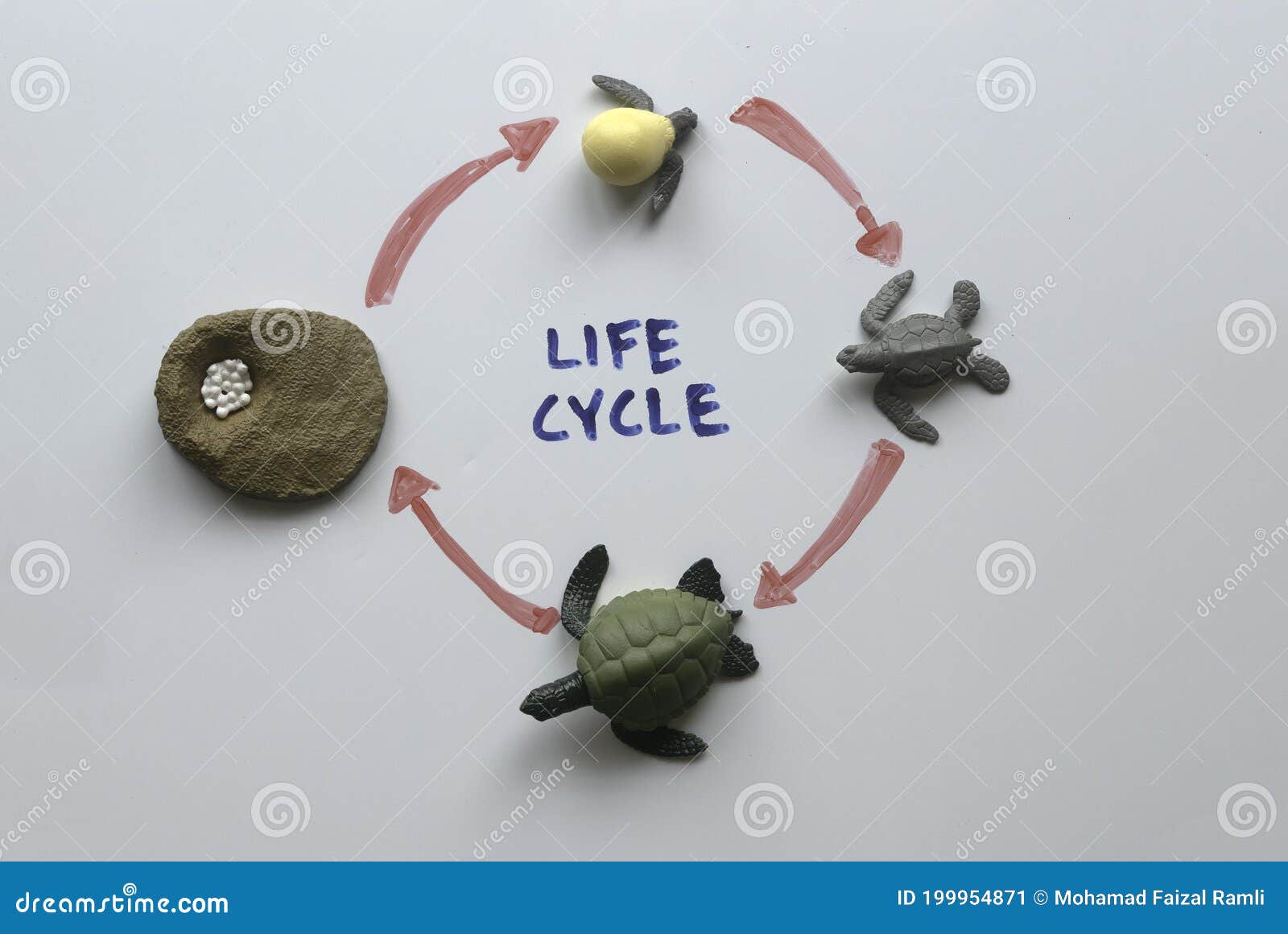 Turtle Cycle Clipart, Watercolor Ocean Animal Life Cycle Poster, Wild ...