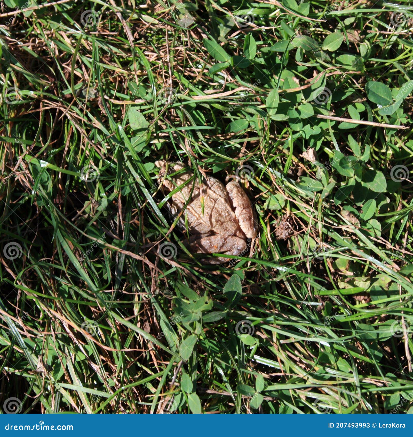 Top View of a Light Brown Toad in the Green Grass. Stock Image - Image ...