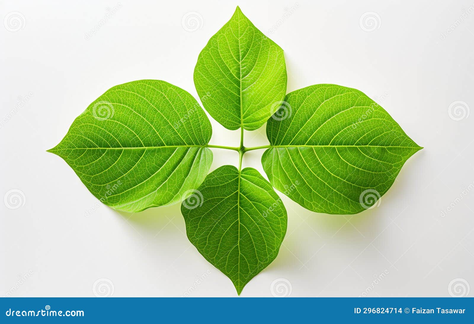 Top View of Lime Tree Leaf on the White Background -Generative Ai Stock ...