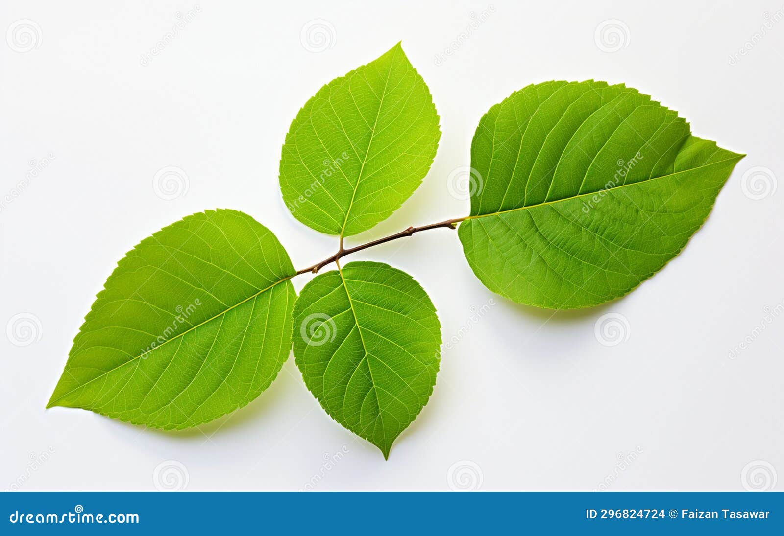 Top View of Lime Tree Leaf on the White Background -Generative Ai Stock ...