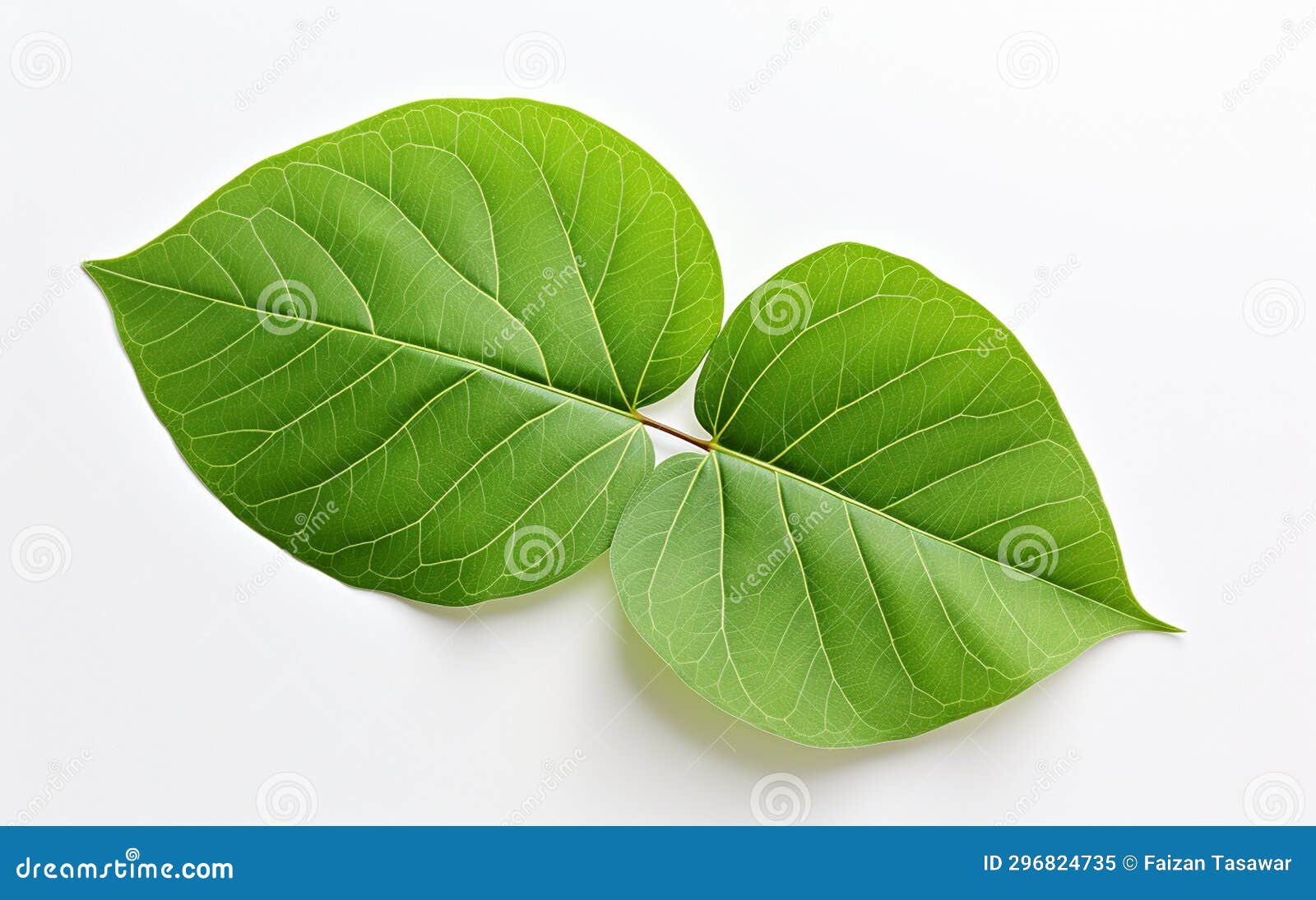Top View of Lime Tree Leaf on the White Background -Generative Ai Stock ...