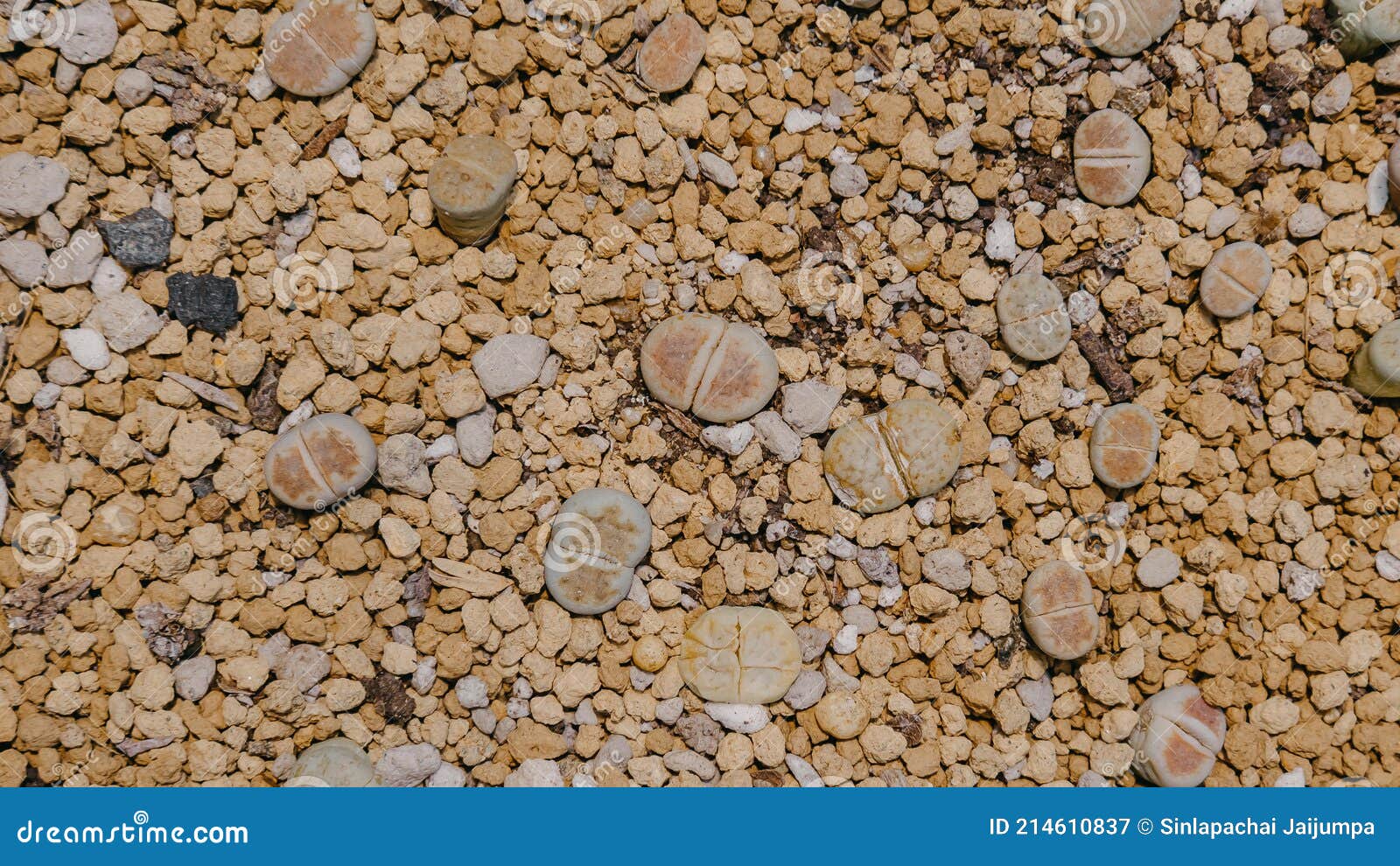 Top View of Lithops, Cactus, Succulent, Cacti, Cactaceae, Tree, Drought ...