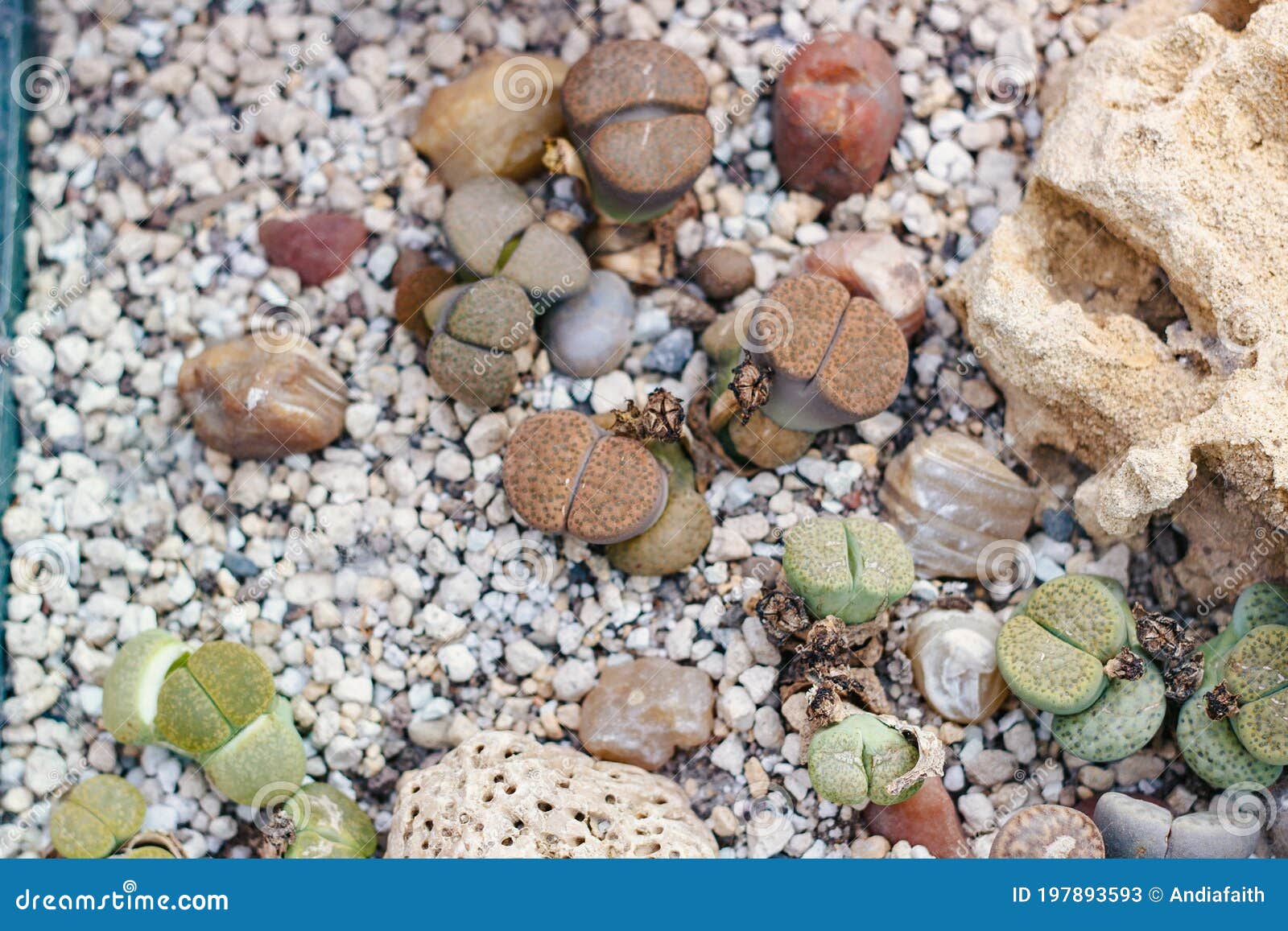 Top View of Lithops Growing in Rocky Ground Stock Image - Image of grow ...