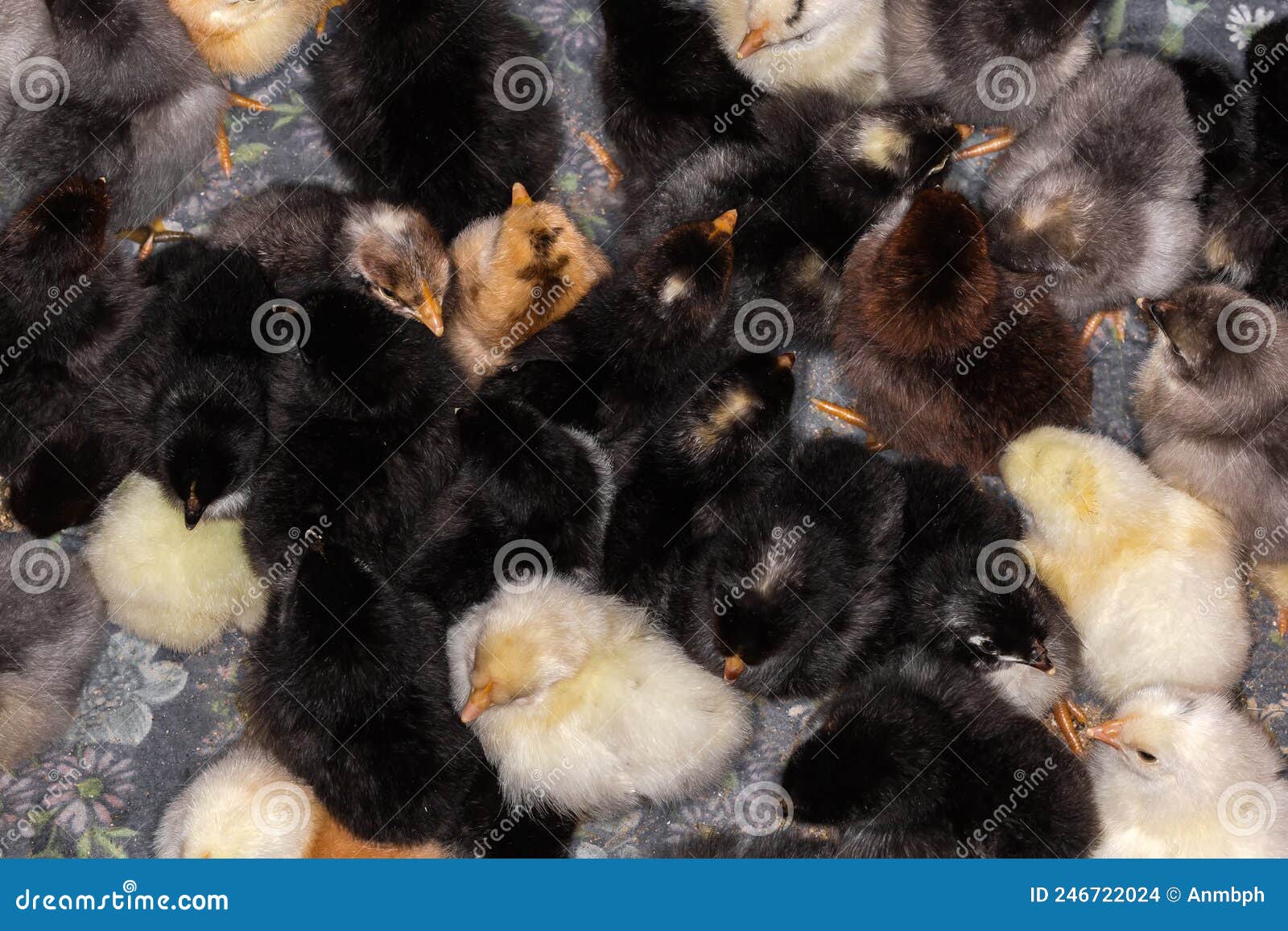 Top View Little Young Multicolored Chicks in the Box Stock Photo ...