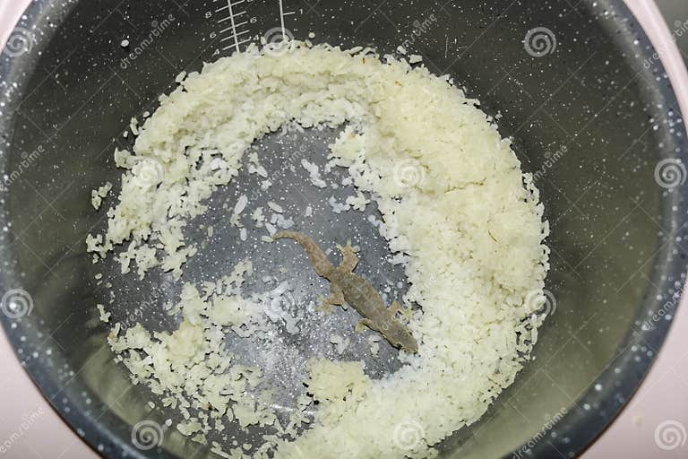 A Top View of a Lizard Being Trapped Inside a Rice Cooker Stock Photo ...