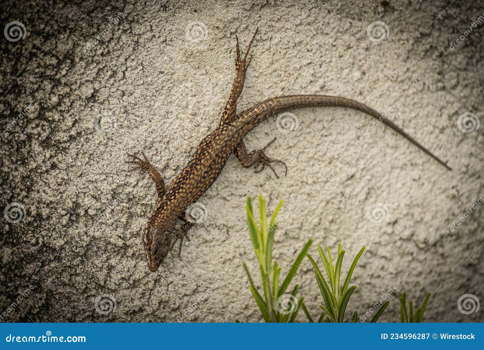 Top View of a Lizard Crawling on the Ground Stock Image - Image of ...