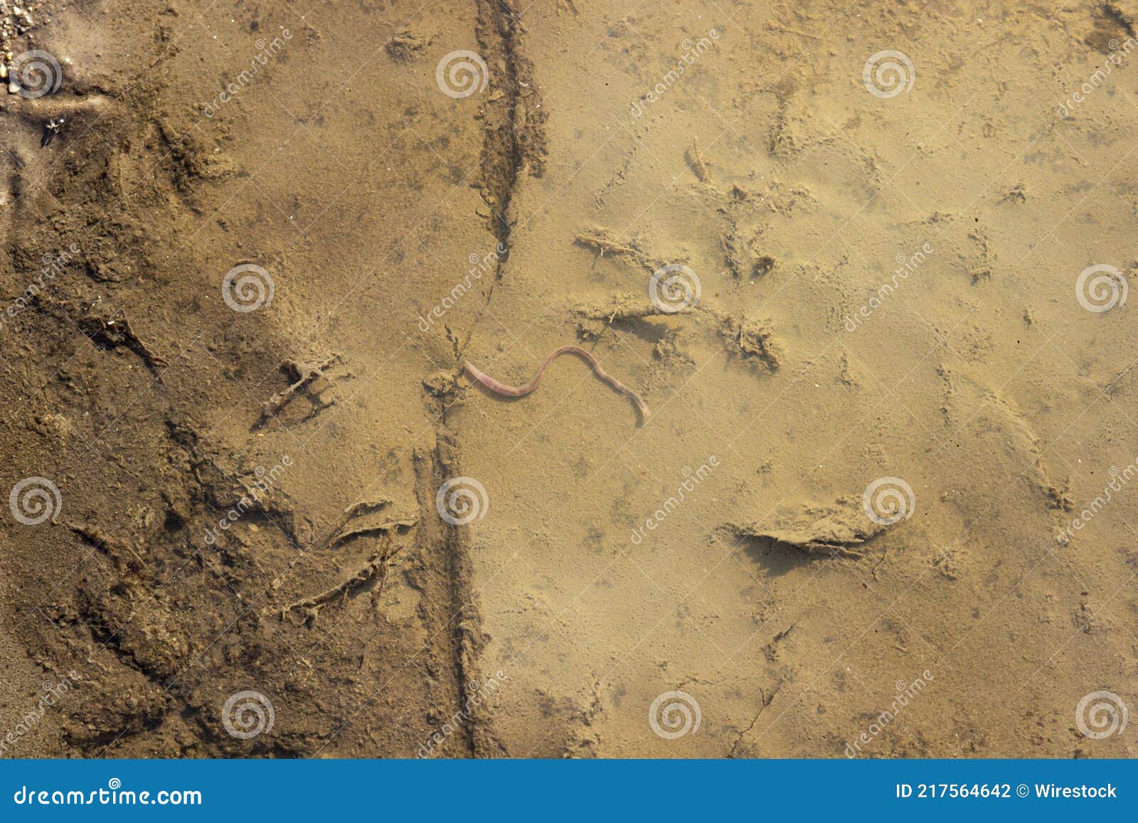 Top View of a Long Earthworm Lies in a Rain Puddle Stock Photo - Image ...