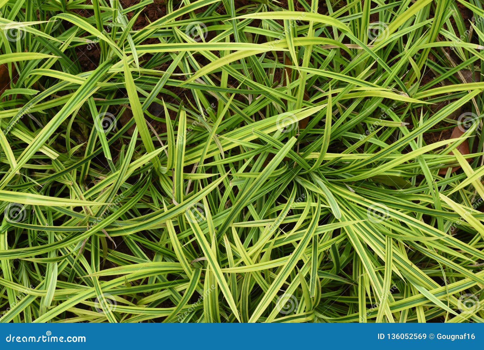 Top View of Long Grass Blades Stock Image - Image of color, blade ...