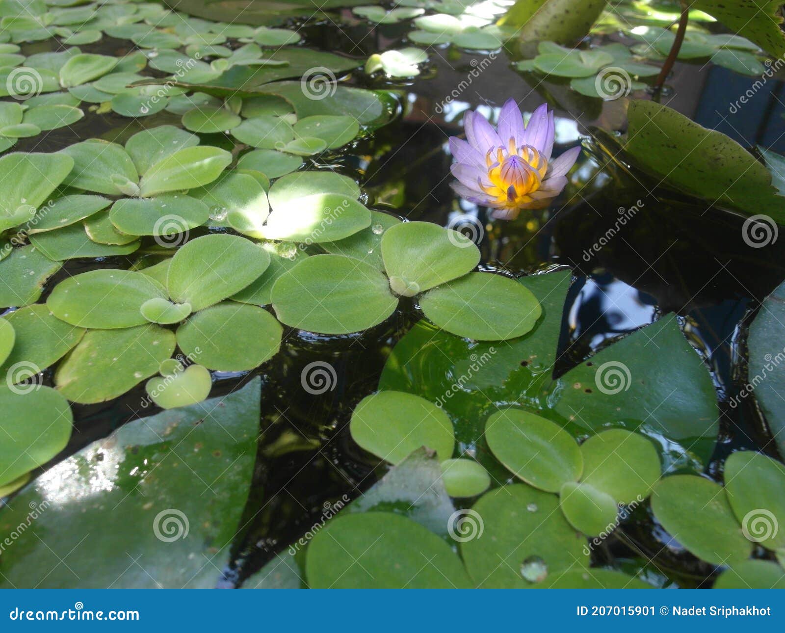 View of the Lotus Flower and the Water Stock Image - Image of fishpond ...