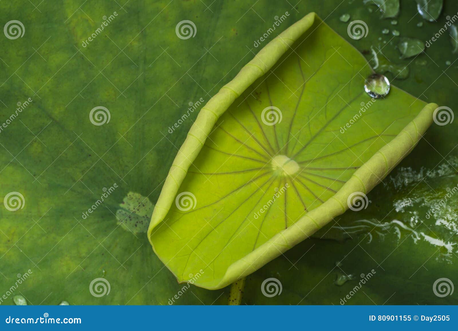 Top view lotus leaf stock image. Image of lush, flora - 80901155