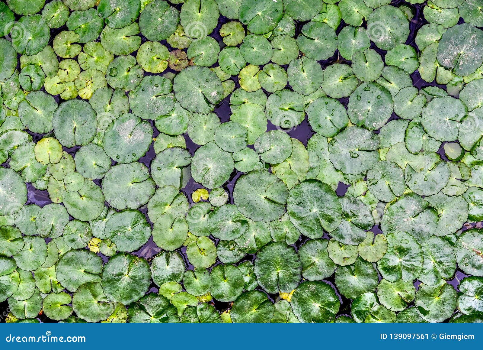 Top View of a Lotus Leaf on a Pond with Background Stock Image - Image ...