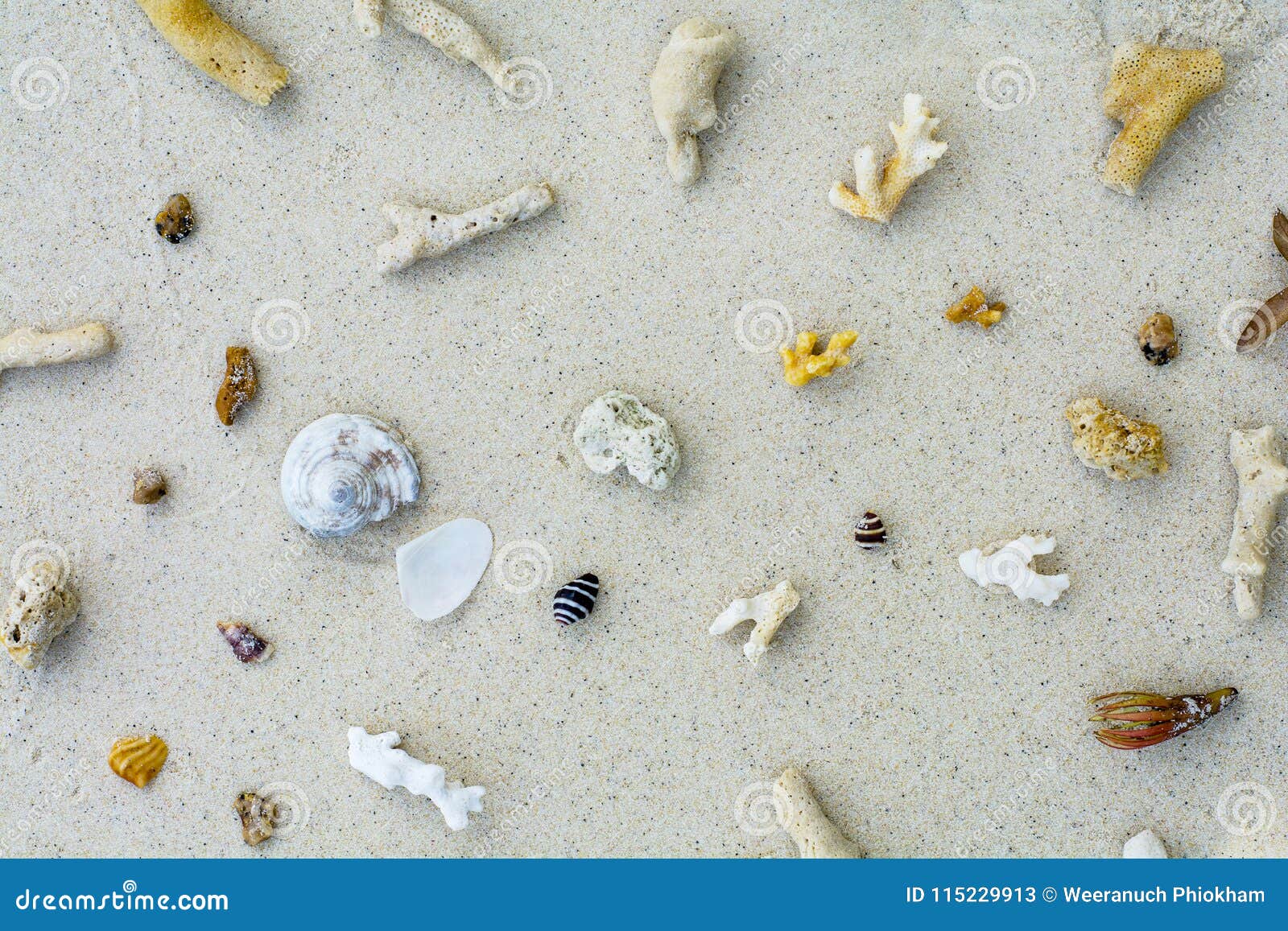 Broken Coral and Shells on the Beautiful Beach Background Stock Image ...