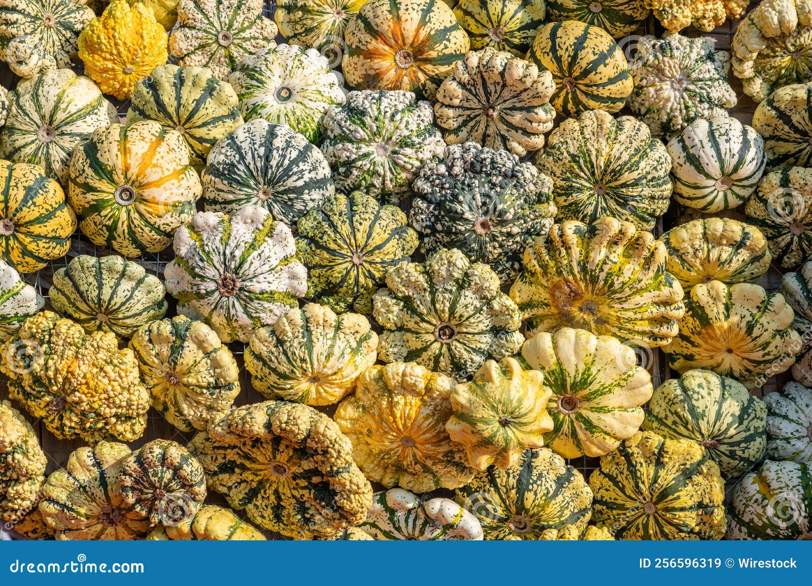 Top View of Lumpy Gourds Background Stock Image - Image of texture ...