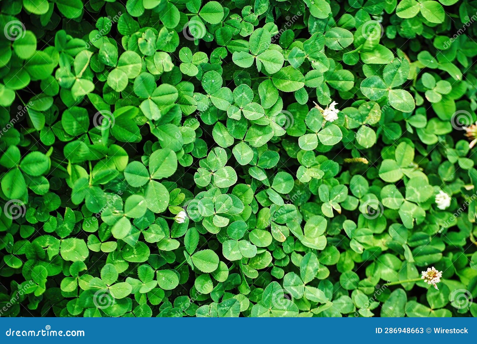 Top View of Lush Green Clover Plants on a Field Stock Image - Image of ...