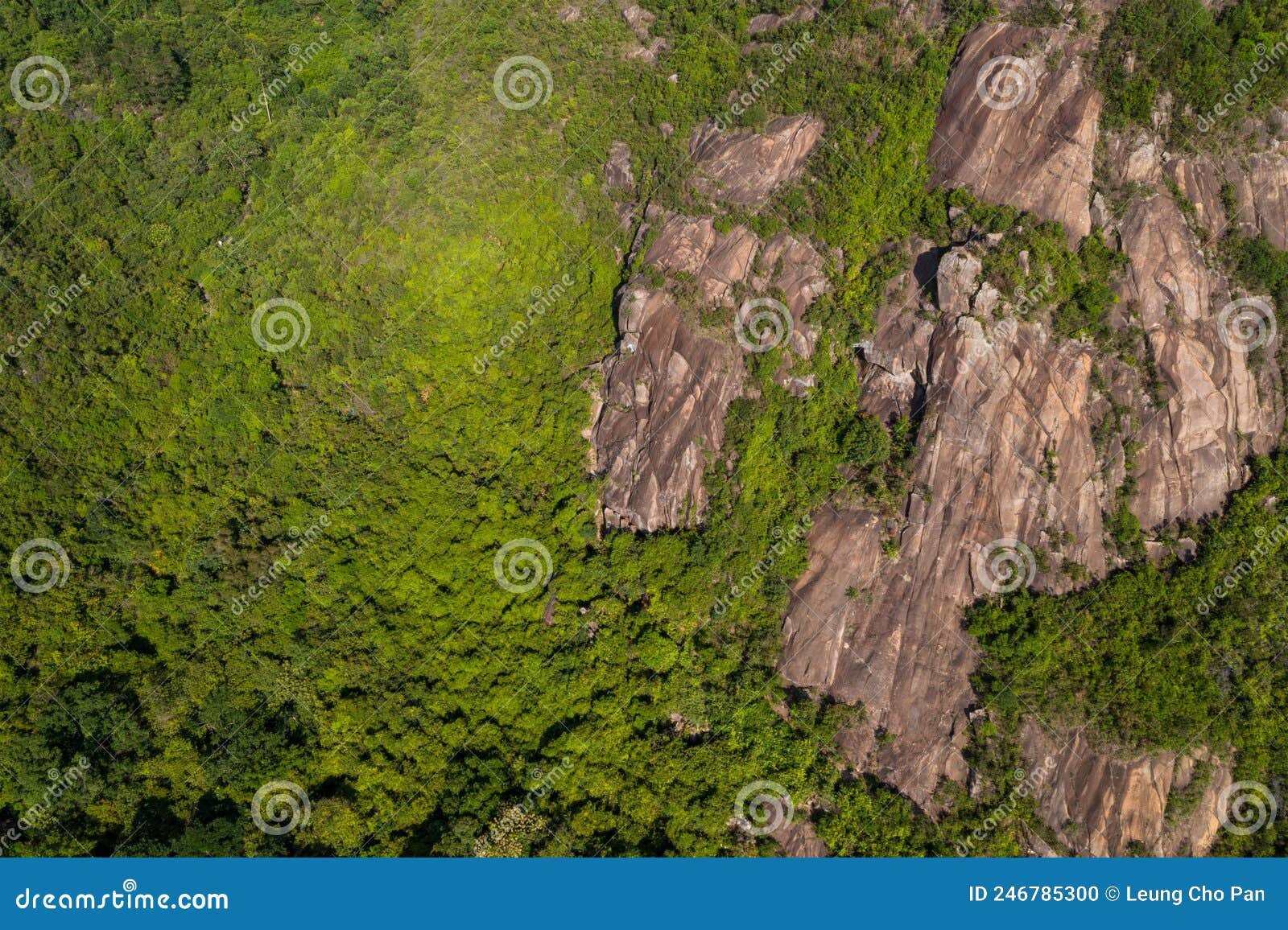 Top View of Lush Green Plant on Mountain Stock Photo - Image of travel ...