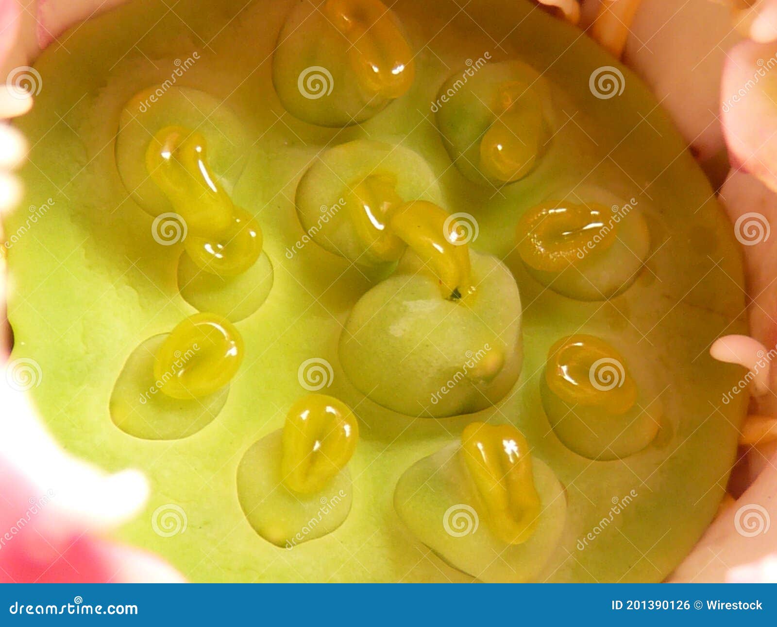 Top View Macro Shot of a Lotus Flower Core Stock Photo - Image of ...