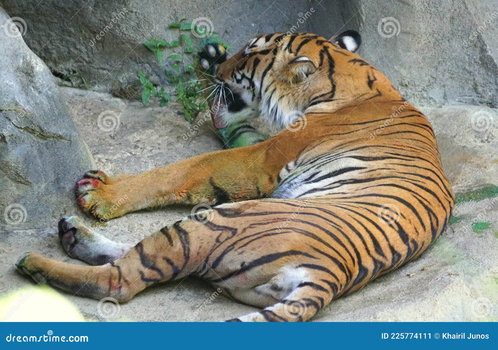 The Top View of a Malayan Tiger Relaxing on the Ground Stock Image ...