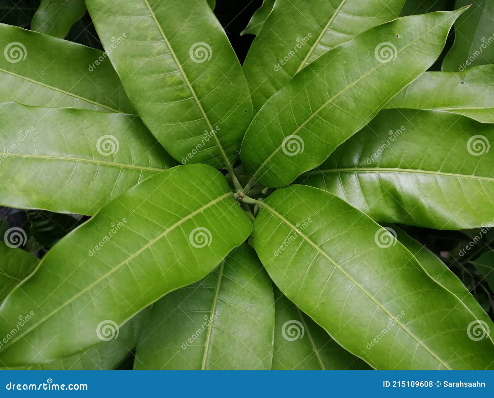 Top View of Mango Leaves. Leaf Vein. Stock Photo - Image of mango ...
