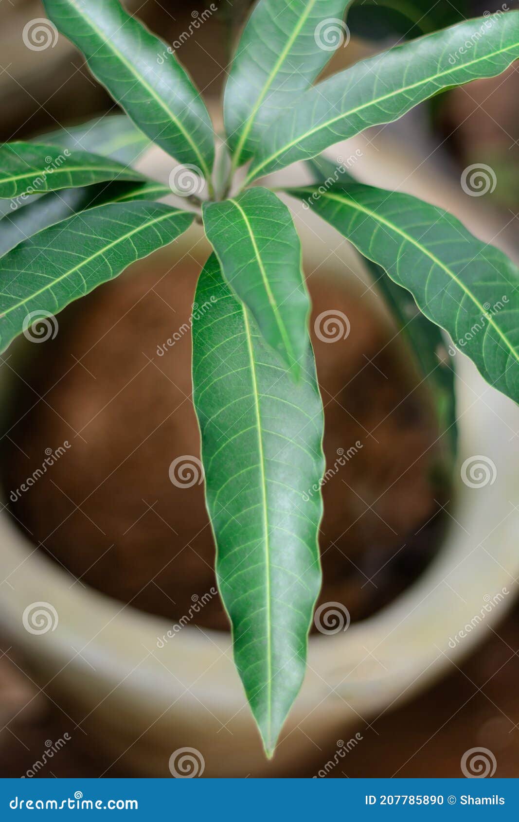 Mango Tree Plant on a Pot, Top View Stock Photo - Image of growing ...