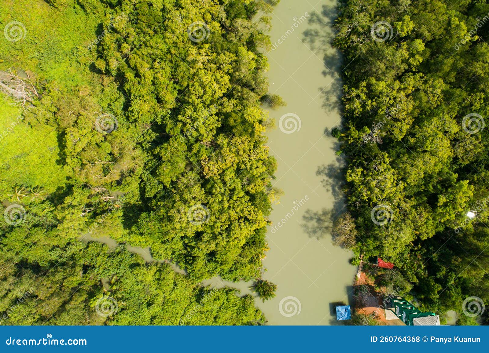 Top View Mangrove Forest Trees and River Ecosystem and Healthy ...