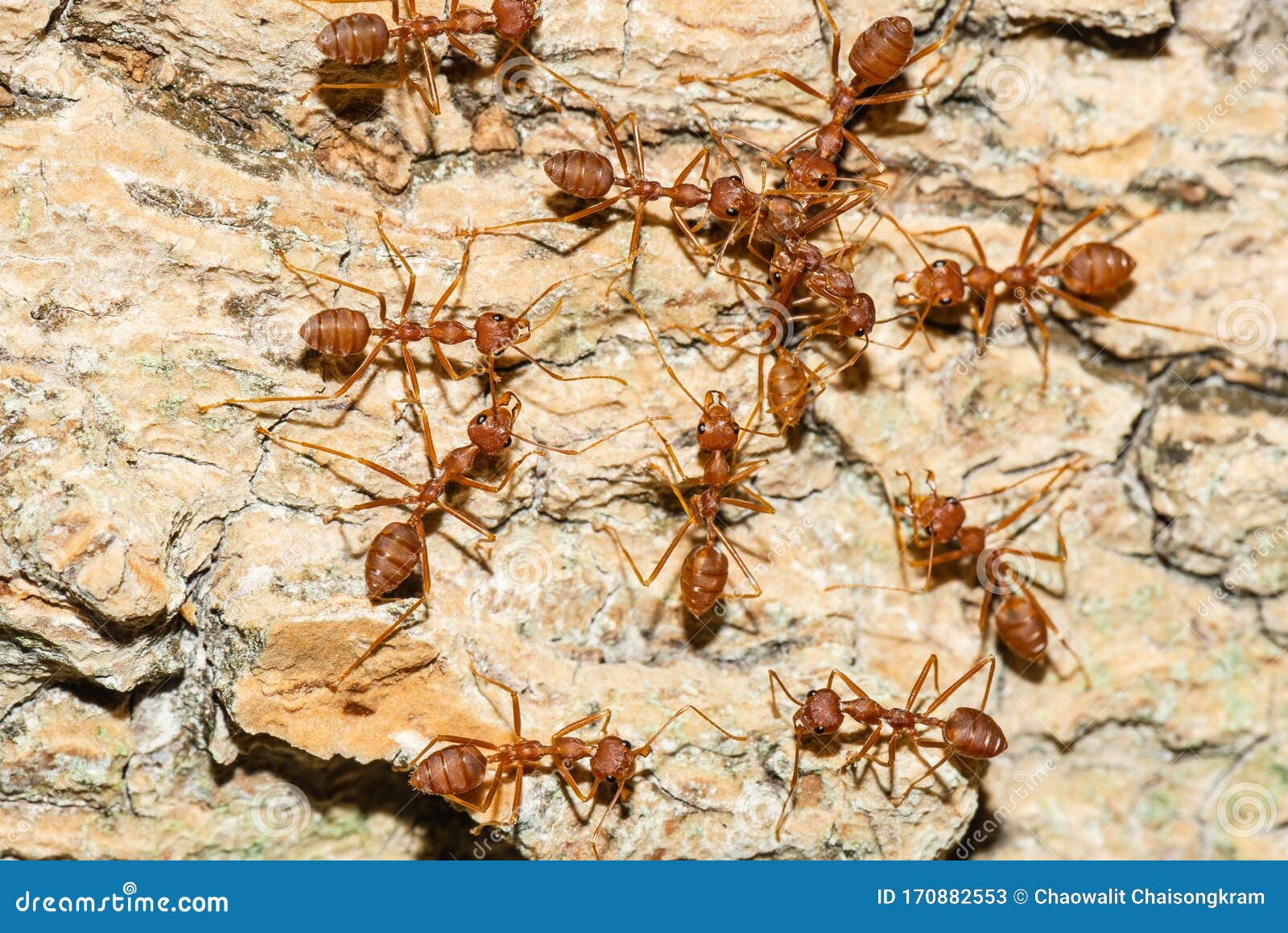 Many Ants Close-up. A Huge Army Of Ants Is Building An Ant Hill On The ...