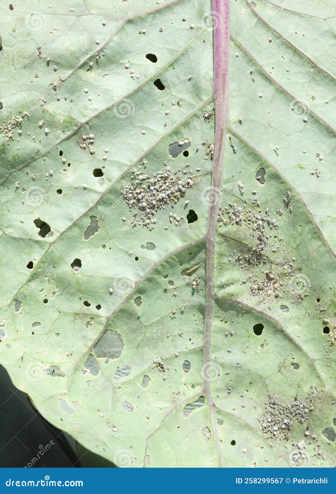 Grey Aphid Infestation on the Underside of Purple Turnip Leave. Stock ...