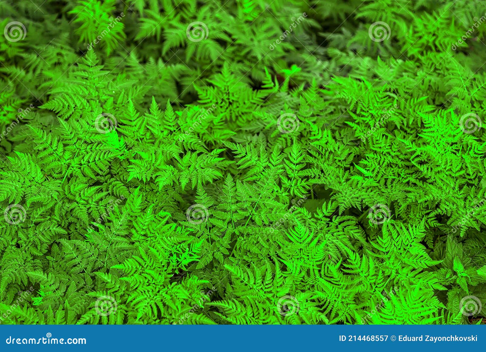 Top View of Many Ferns Leaves. Stock Image - Image of closeup, natural ...