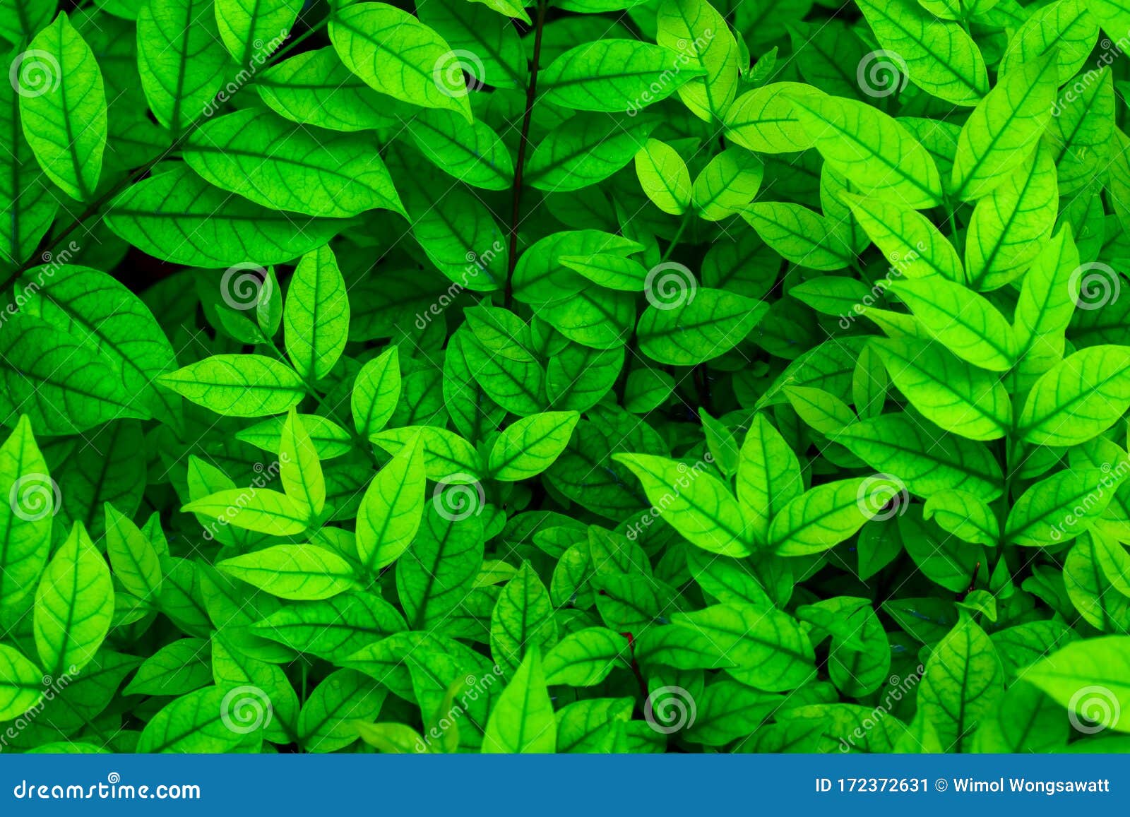 Top View Many Green Leaves for Background or Use Decorative Other ...