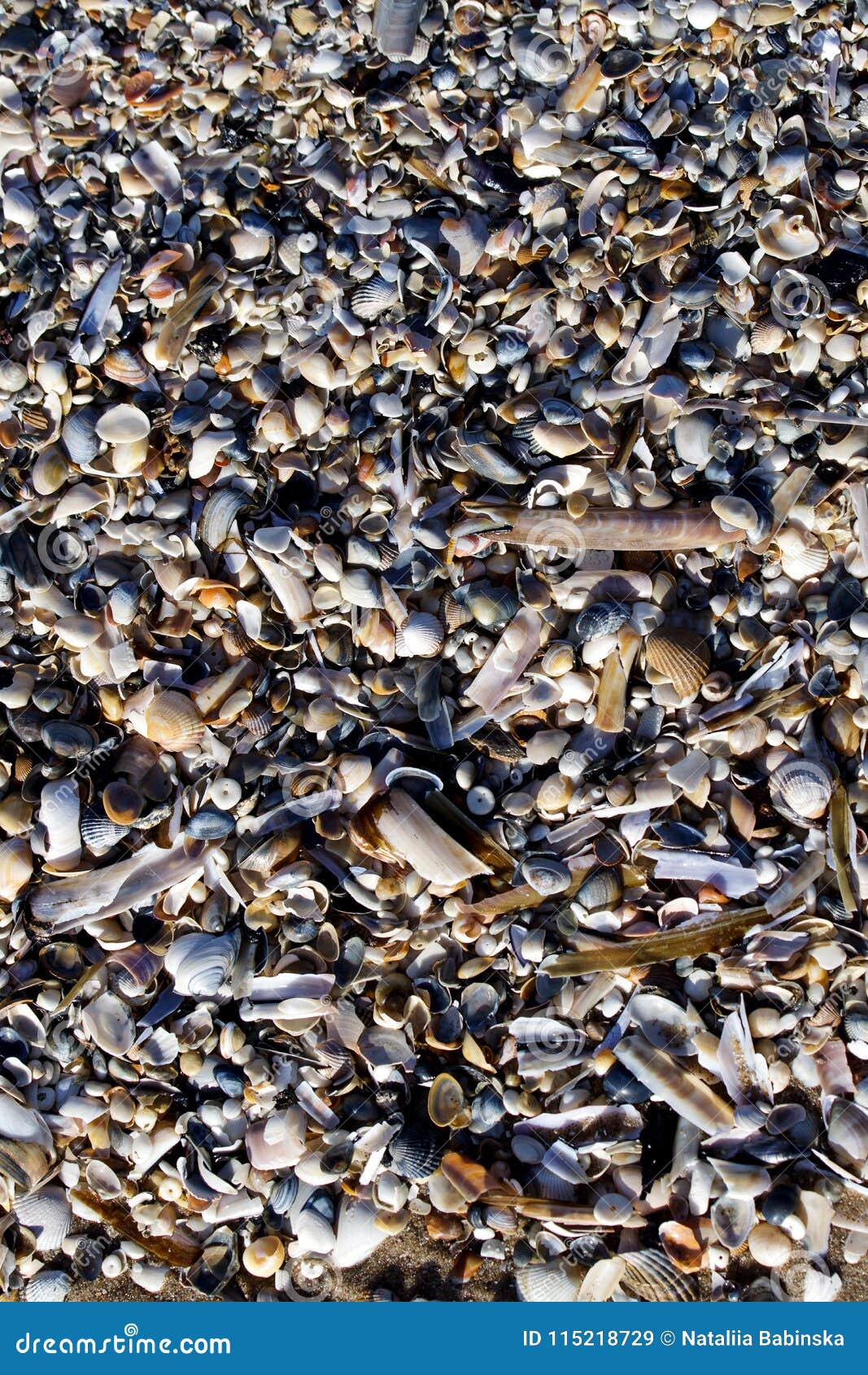 Pebble Beach Shell Background To Small Texture View Many Sand White ...