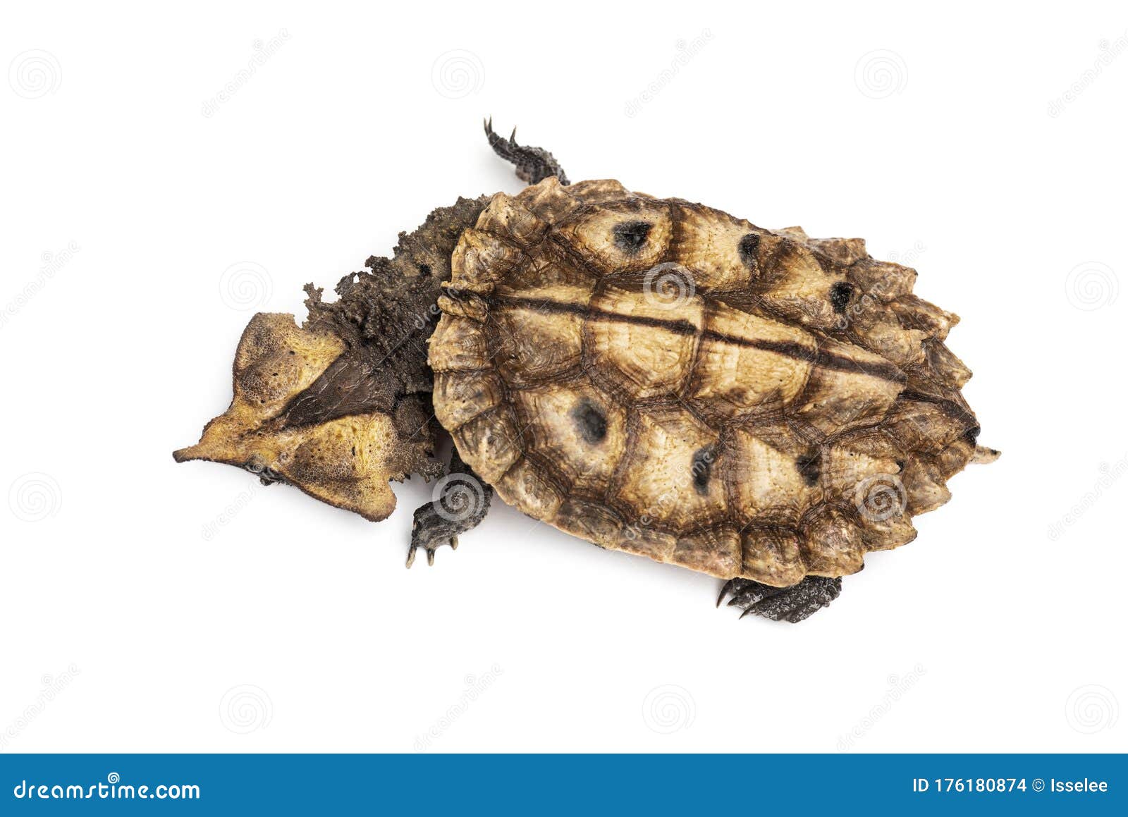 Top View Of A Mata Mata, Turtle, Chelus Fimbriata, Isolated, 46% OFF