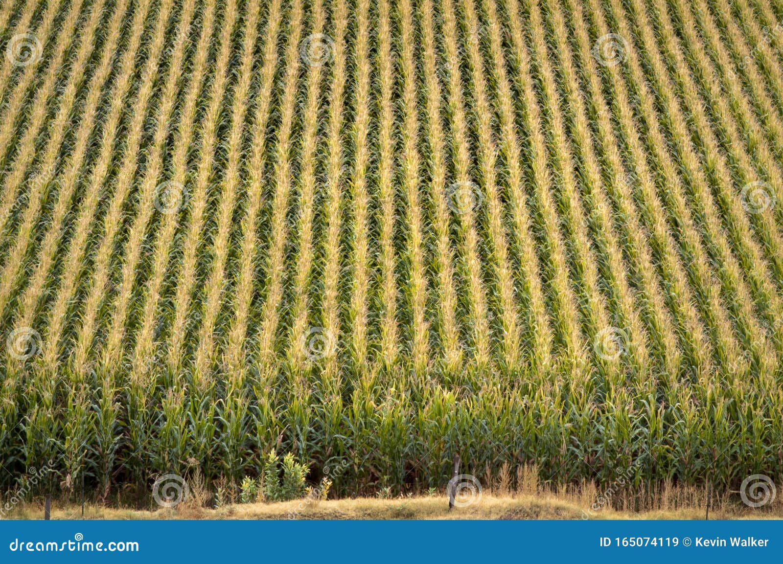 6,472 Rows Corn Photos - Free & Royalty-Free Stock Photos from Dreamstime