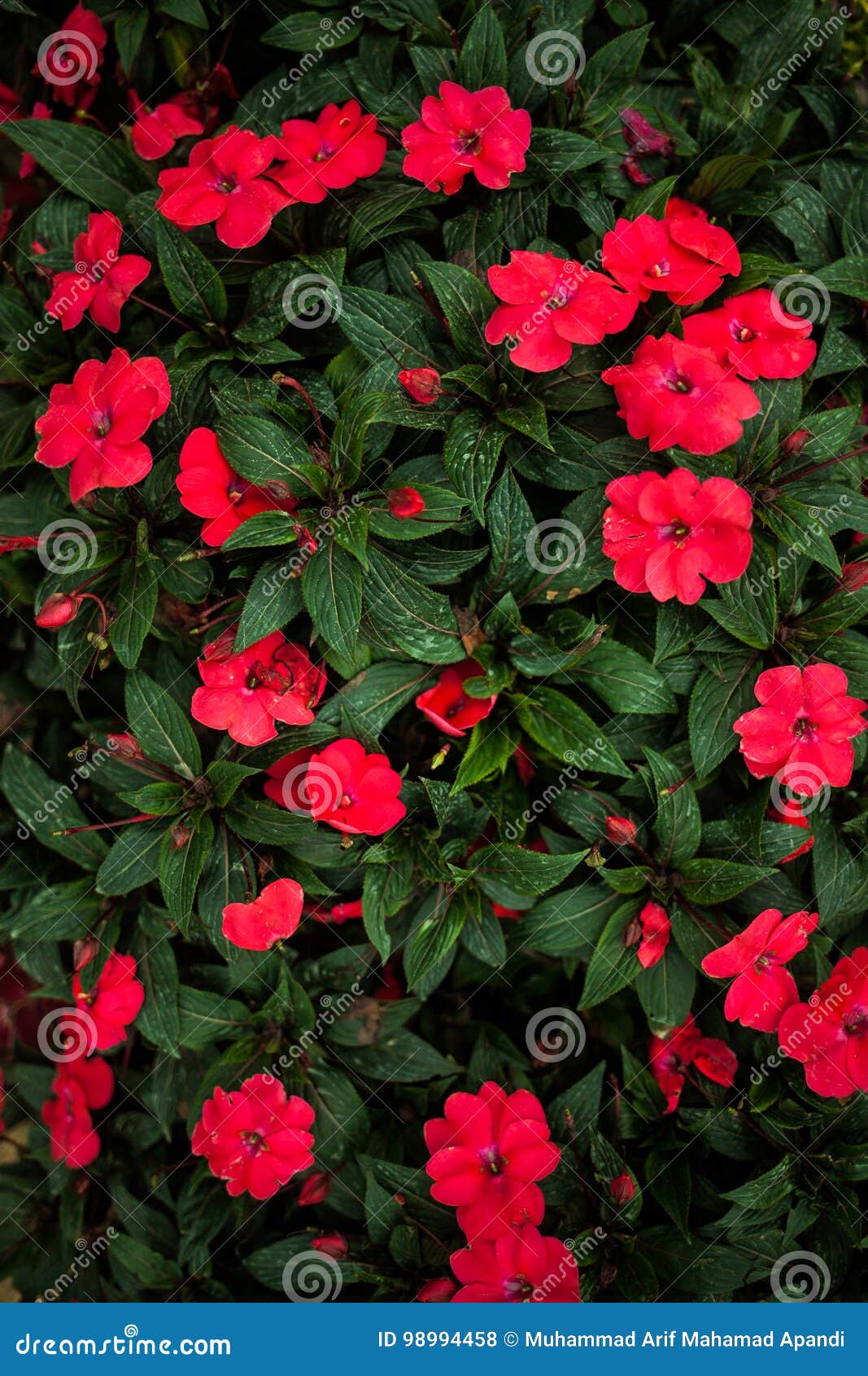 Bush of red flowers stock photo. Image of bouquet, bloom - 98994458