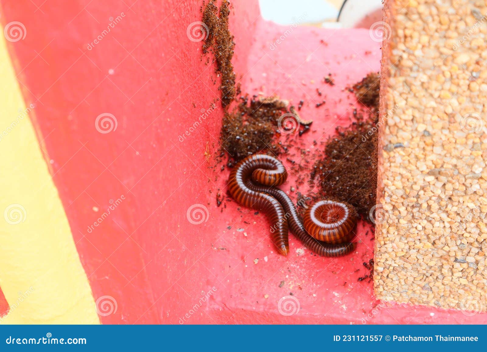 The Top View of the Millipede Building is Dead on the Red Cement Road ...